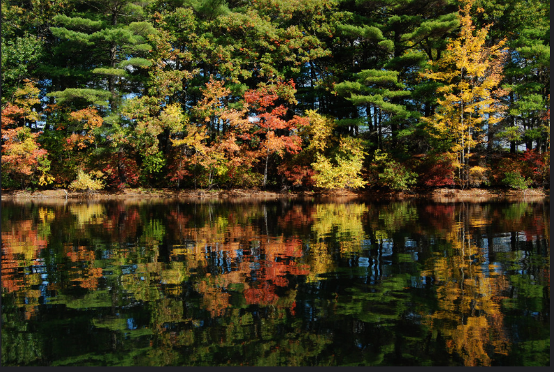 A Hidden Treasure – FRIENDS OF WILLETT POND